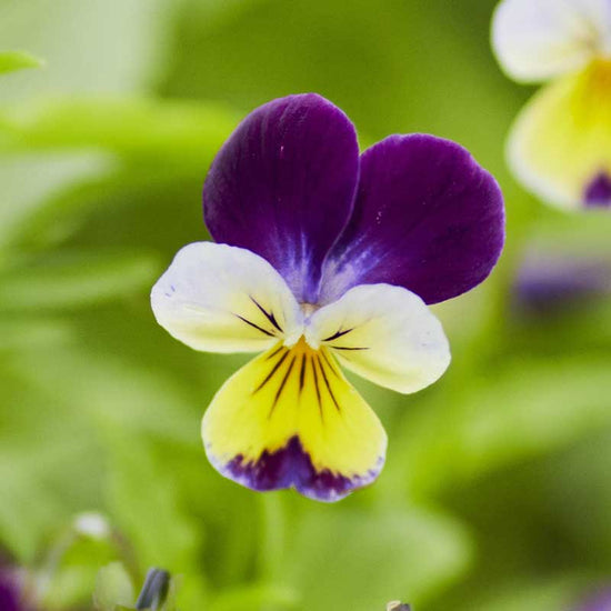 Johnny Jump Up Seeds | Flower Seeds in Packets & Bulk | Eden Brothers