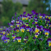Johnny Jump-Up Seeds | Shop 25 Varieties | Eden Brothers