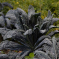 Kale Seeds - Black Magic | Vegetable Seeds in Packets & Bulk | Eden ...