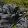 Kale Seeds - Black Magic | Vegetable Seeds in Packets & Bulk | Eden ...