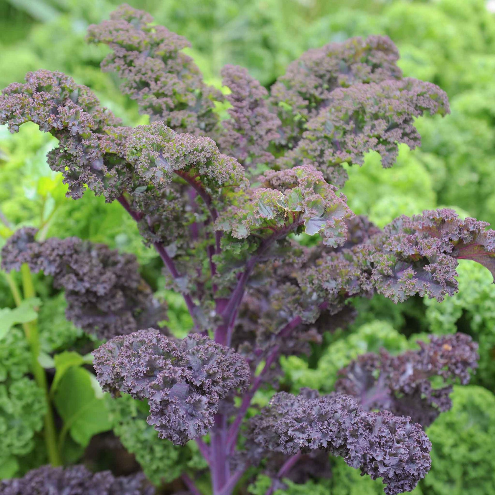 Kale Seeds - Scarlet | Vegetable Seeds in Packets & Bulk | Eden Brothers