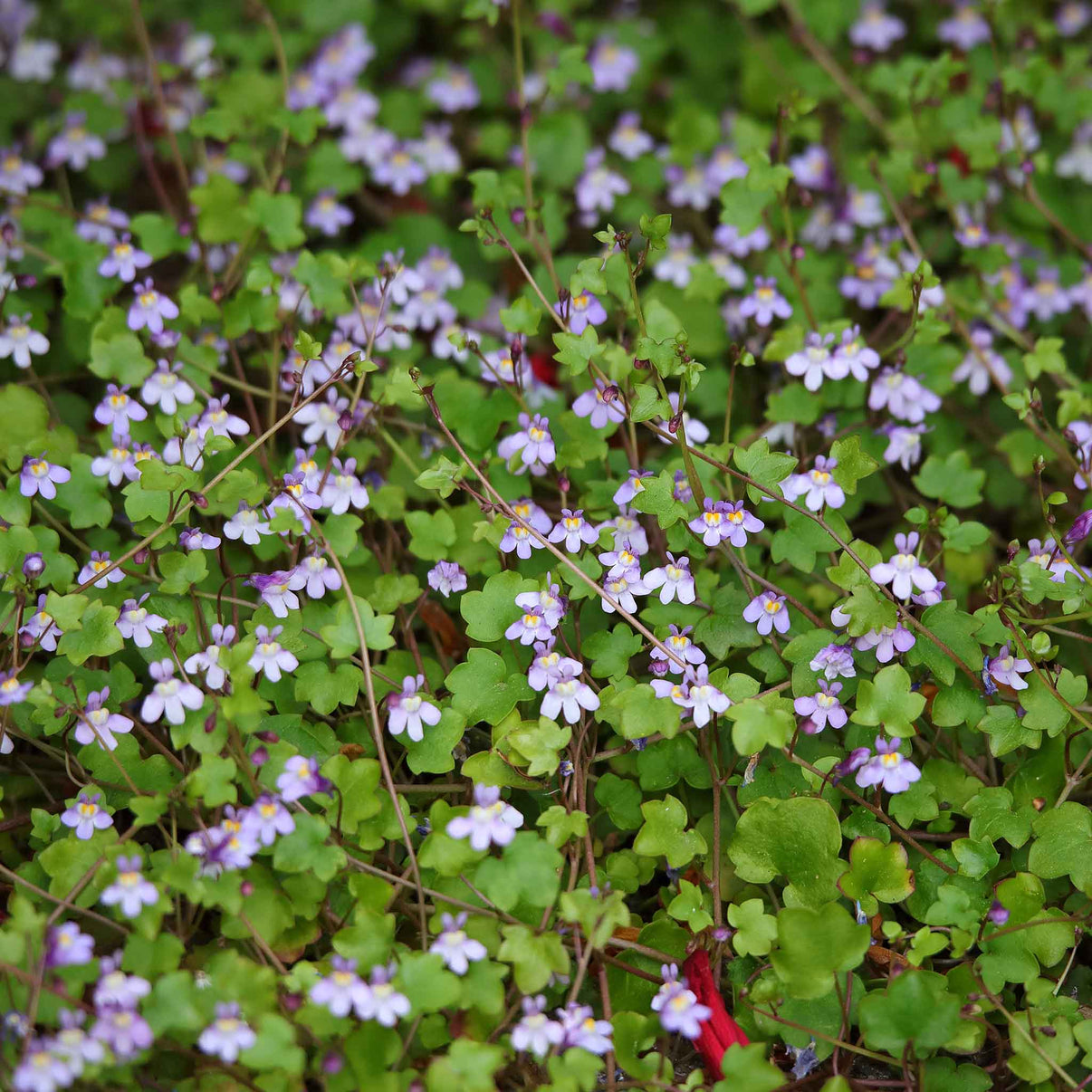 Kenilworth Ivy Seeds | Flower Seeds | Eden Brothers