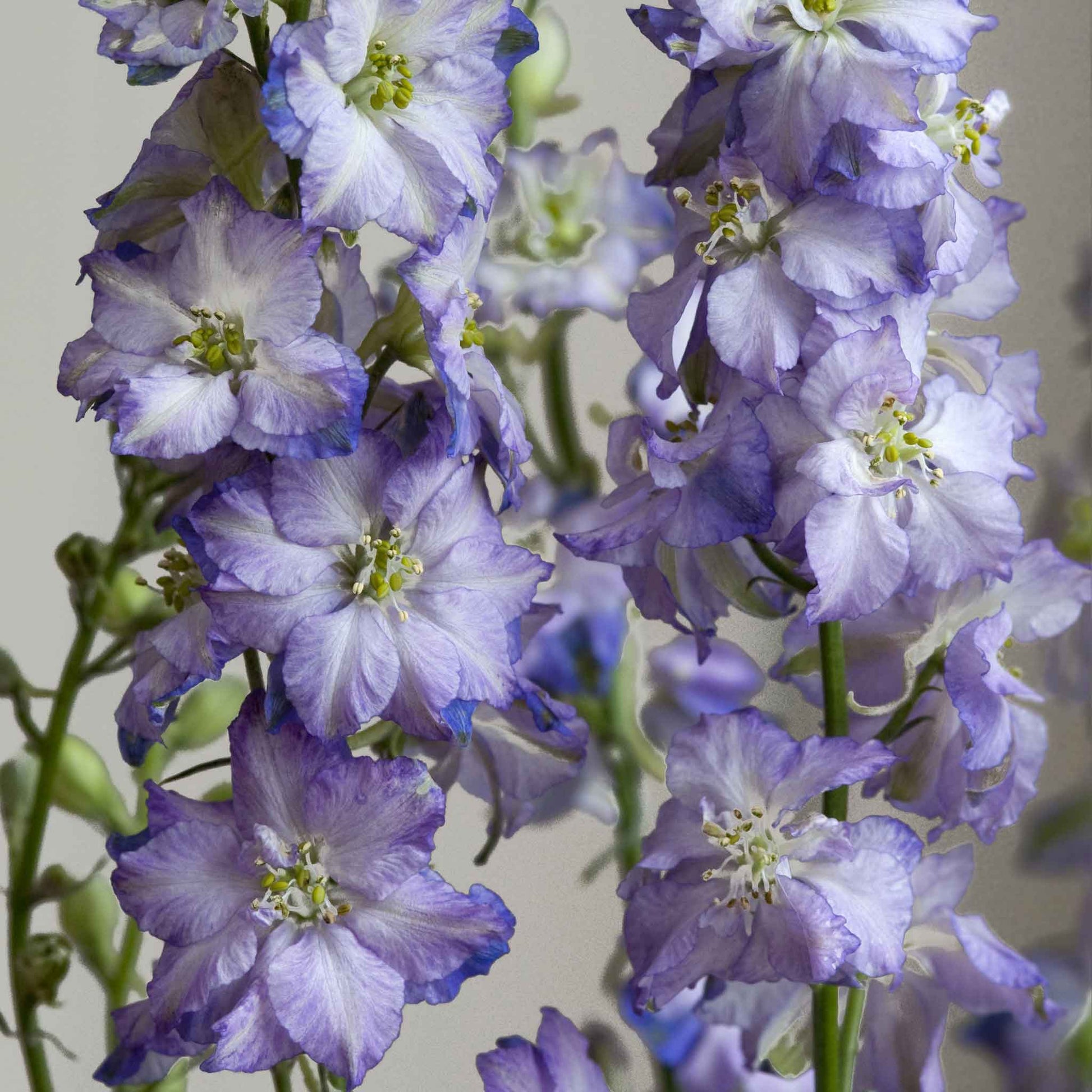 Larkspur Seeds - Fancy Purple Picotee | Flower Seeds in Packets & Bulk ...