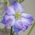 Larkspur Seeds - Fancy Purple Picotee | Flower Seeds in Packets & Bulk ...