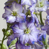 Larkspur Seeds - Fancy Purple Picotee | Flower Seeds in Packets & Bulk ...