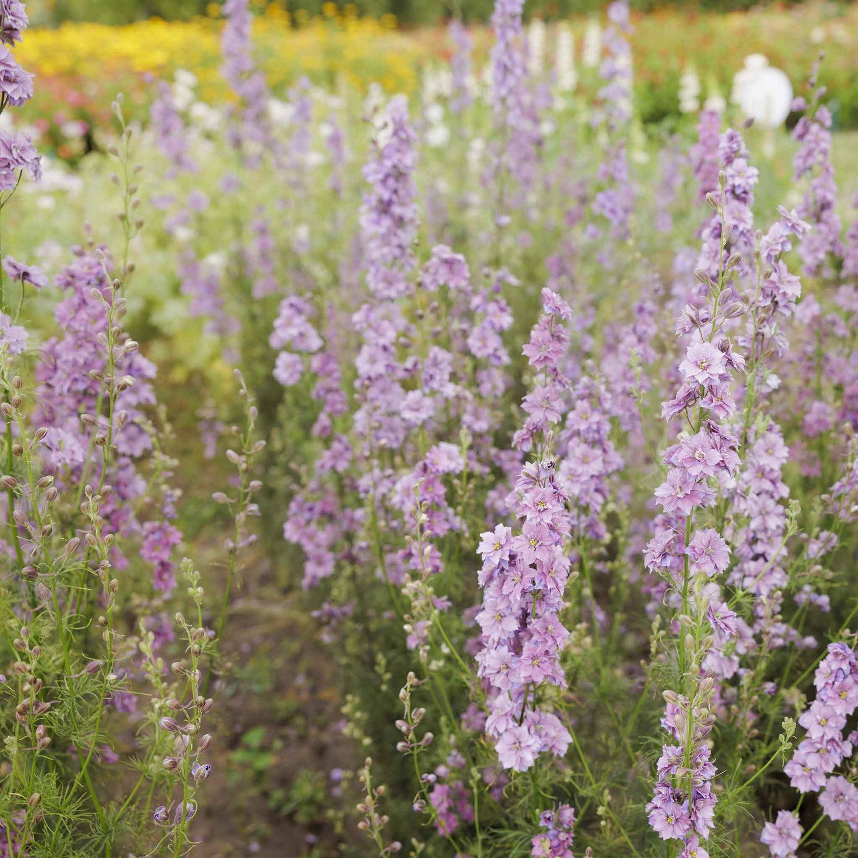 Larkspur Seeds - Misty Lavender | Flower Seeds in Packets & Bulk | Eden ...