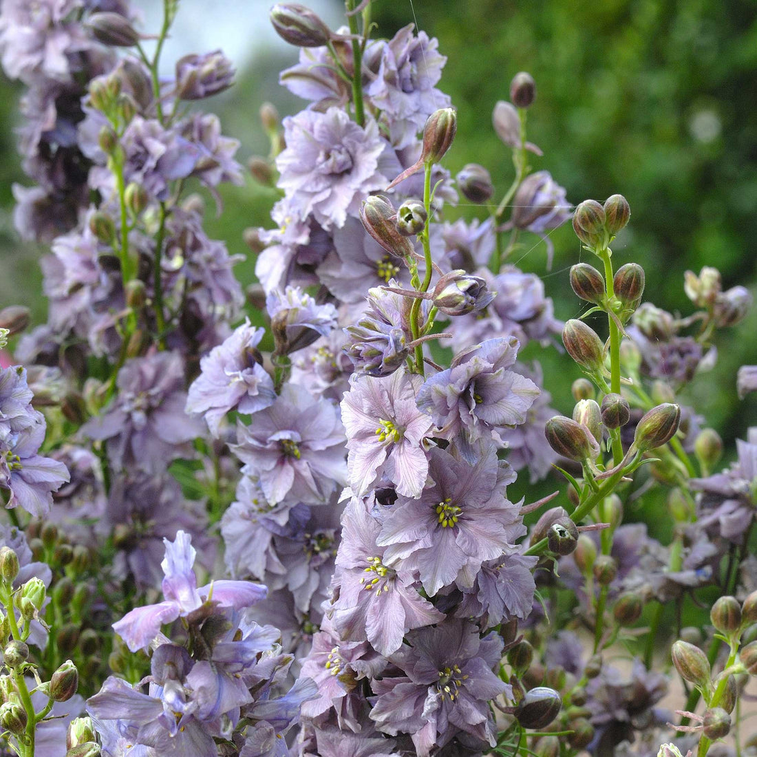 Larkspur Seeds - Misty Lavender | Flower Seeds in Packets & Bulk | Eden ...