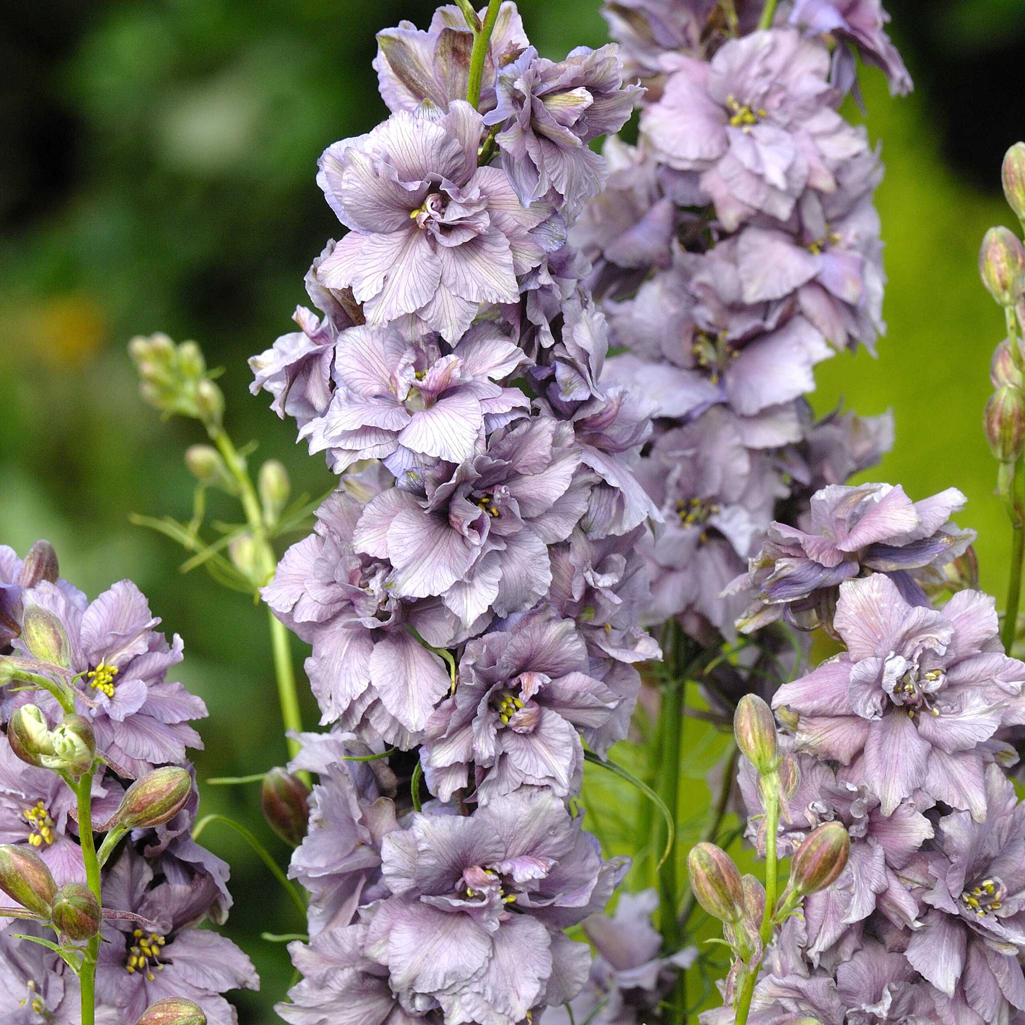 Larkspur Seeds - Misty Lavender | Flower Seeds in Packets & Bulk | Eden ...