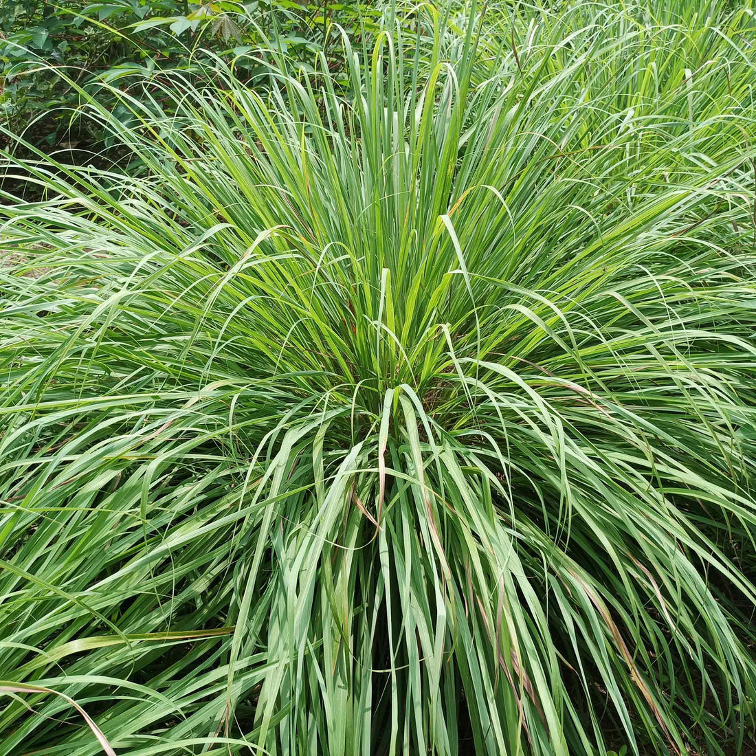 Lemongrass Seeds - West Indian | Flower Seeds | Eden Brothers