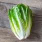 Lettuce Seeds - Paris White Cos | Vegetable Seeds in Packets & Bulk ...