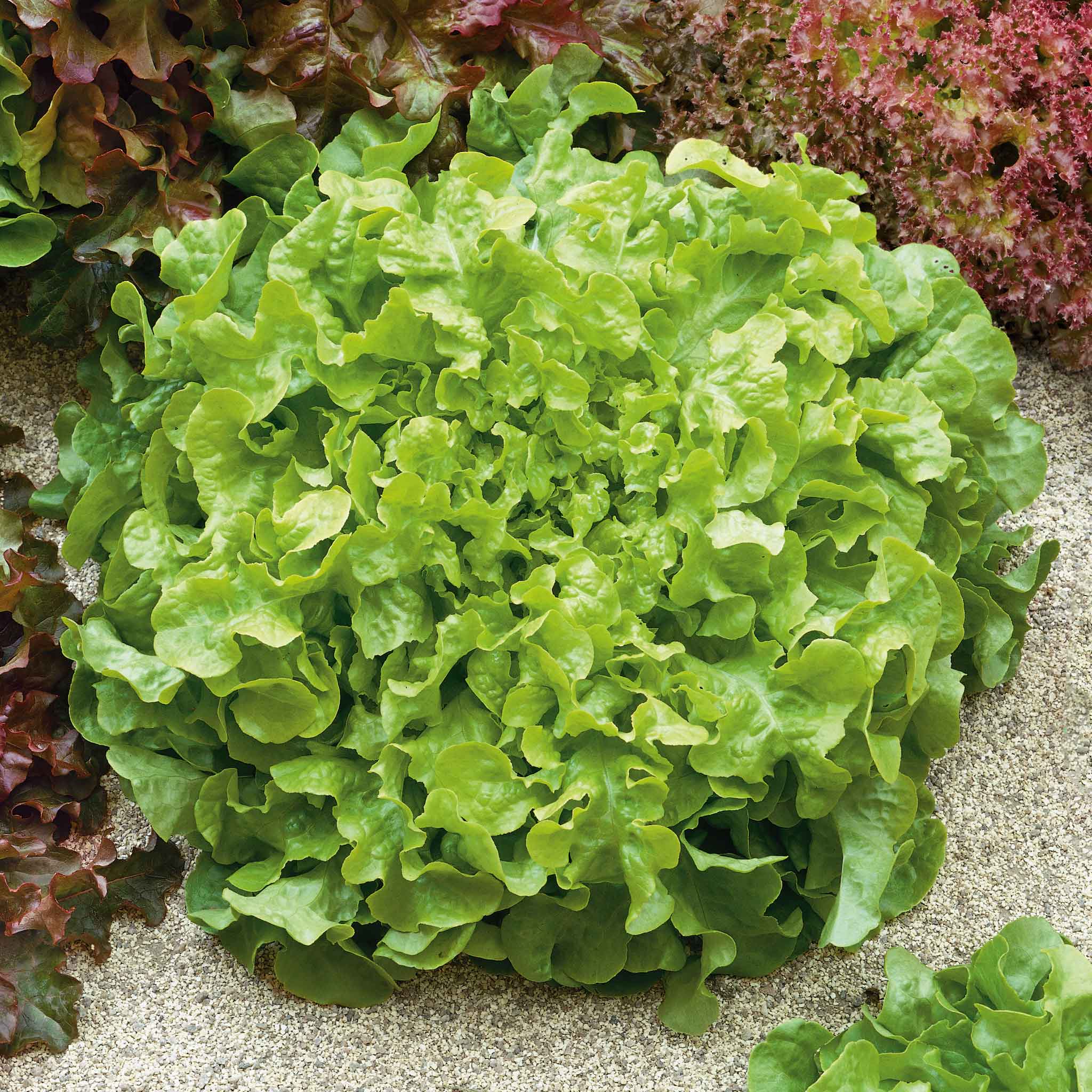 Lettuce Seeds - Salad Bowl - Green | Vegetable Seeds in Packets & Bulk ...