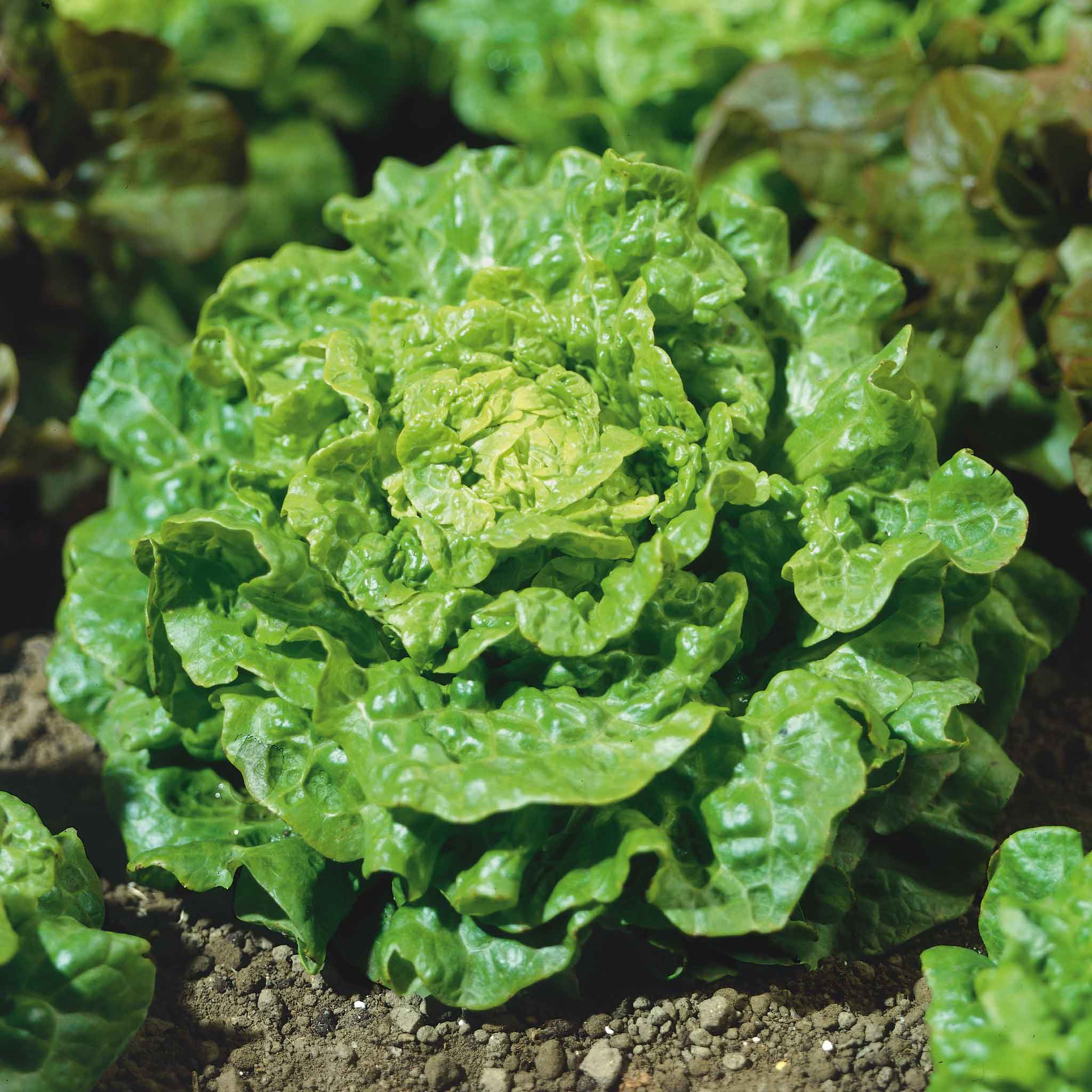 Lettuce Seeds - Tom Thumb | Vegetable Seeds in Packets & Bulk | Eden ...