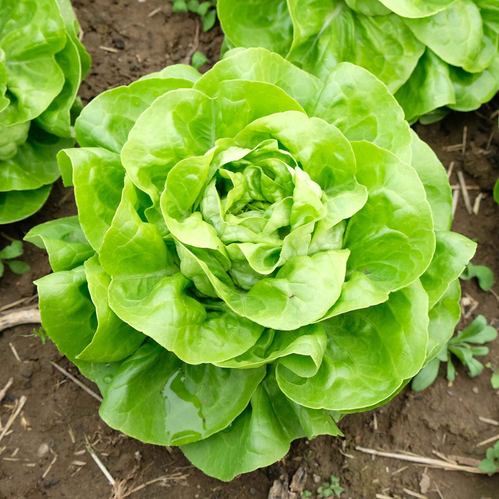 Lettuce Seeds - White Boston | Vegetable Seeds in Packets & Bulk | Eden ...