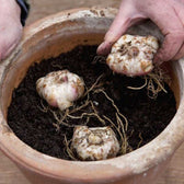 Roselily Bulbs - Zeta | Flower Bulbs | Eden Brothers