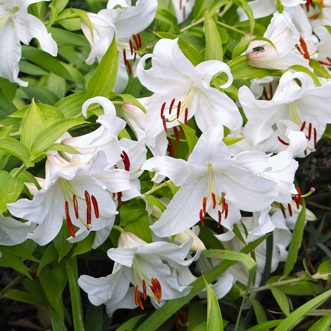 Oriental Lily Bulbs - Casablanca | Flower Bulbs | Eden Brothers