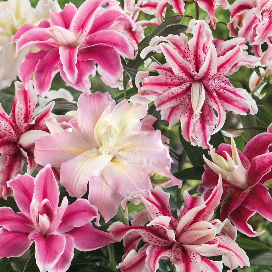 Double Oriental Lily Bulbs - Mixed | Flower Bulbs | Eden Brothers