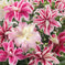 Double Oriental Lily Bulbs - Mixed | Flower Bulbs | Eden Brothers