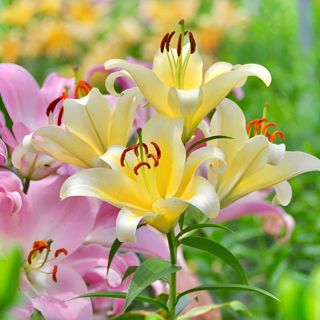 Lily Bulbs - Landscaper Mix | Flower Bulbs | Eden Brothers