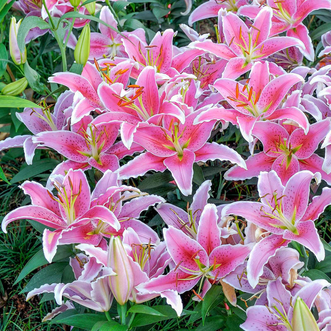 Oriental Lily Bulbs - Stargazer | Flower Bulbs | Eden Brothers