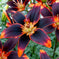 Asiatic Lily Bulbs - Starlette | Flower Bulbs | Eden Brothers