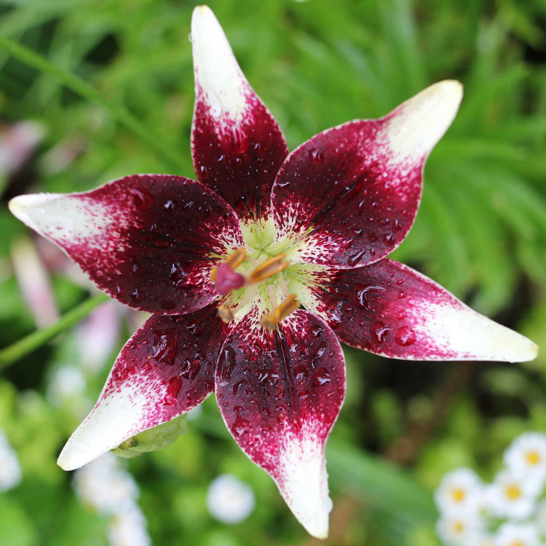 Asiatic Lily Bulbs - Tango Mix | Flower Bulbs | Eden Brothers