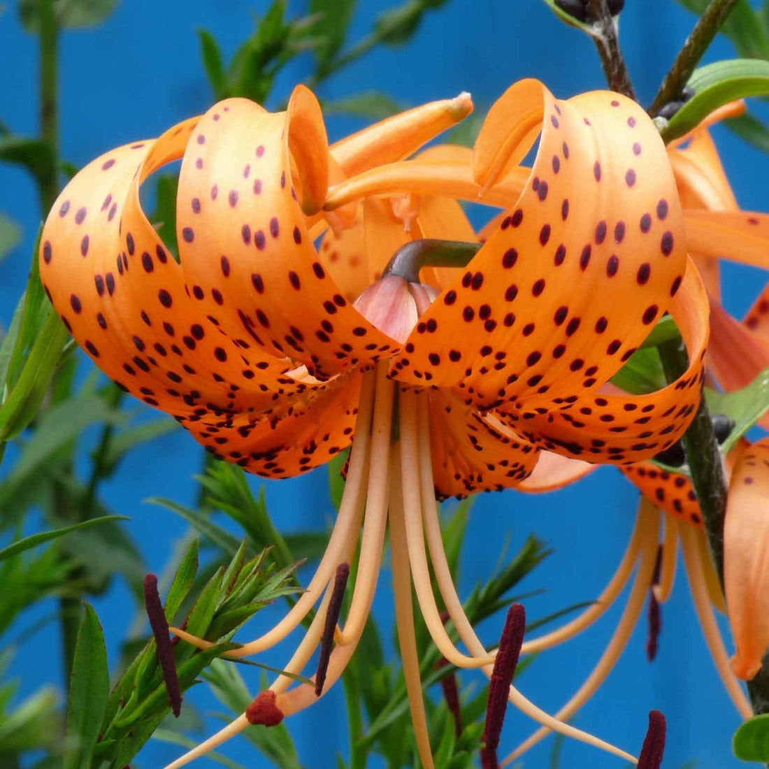 Tiger Lily Bulbs - Tigrinum Splendens | Flower Bulbs | Eden Brothers