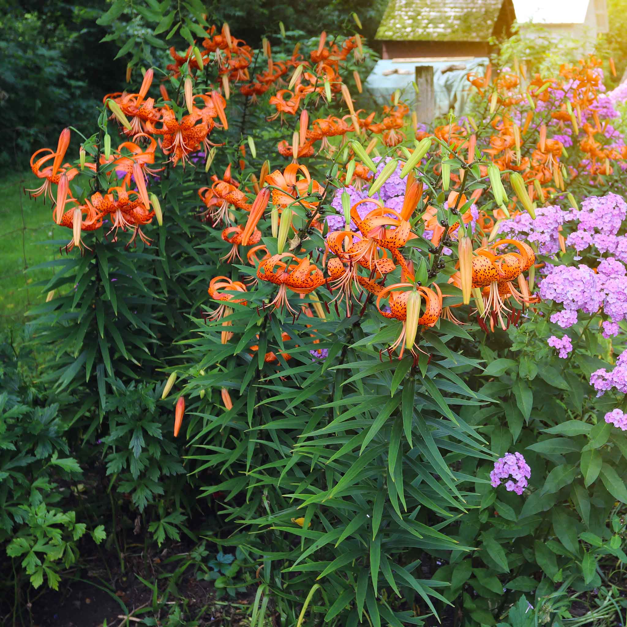 Tiger Lily Bulbs - Tigrinum Splendens | Flower Bulbs | Eden Brothers