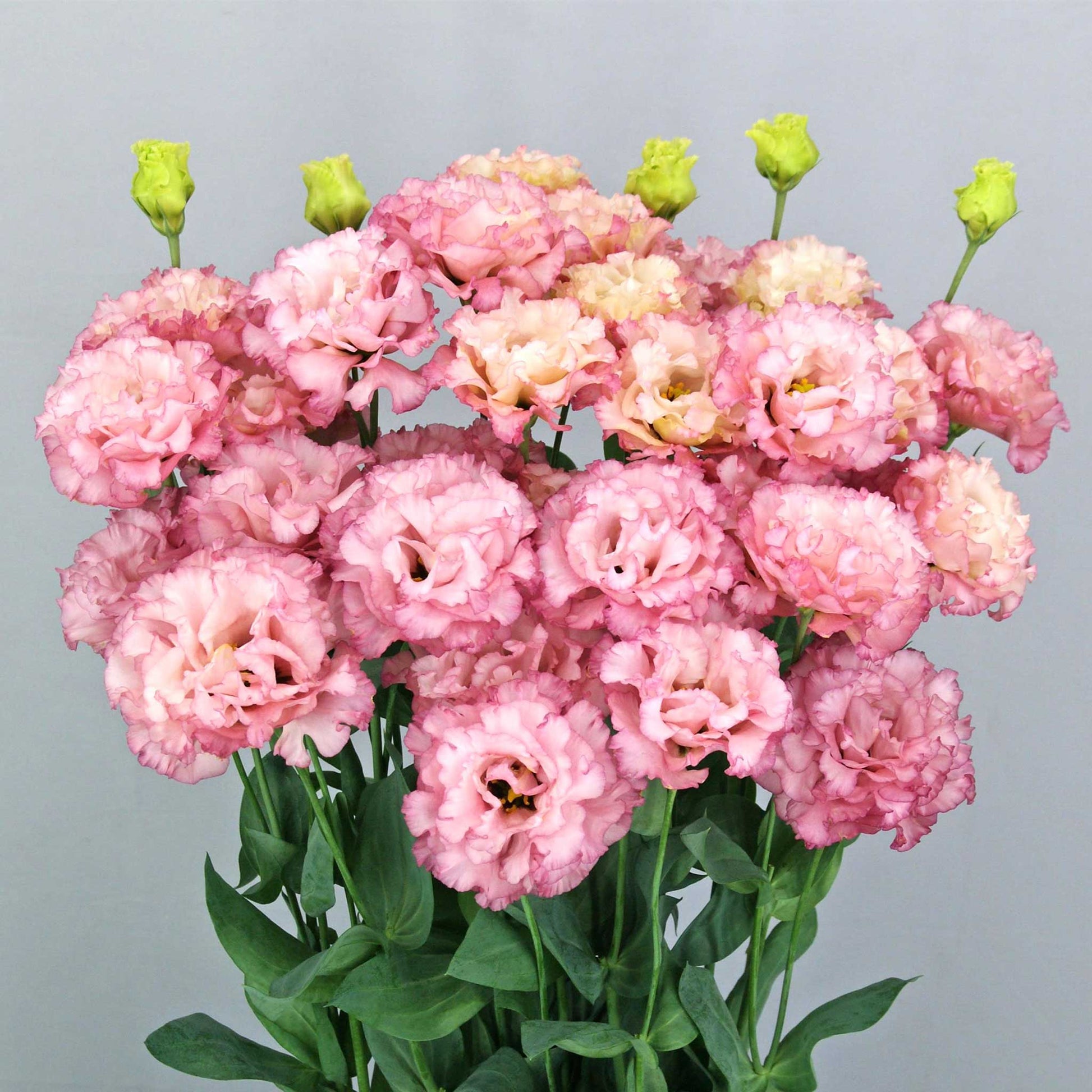 Lisianthus Seeds - Celeb Madonna | Flower Seeds in Packets & Bulk ...