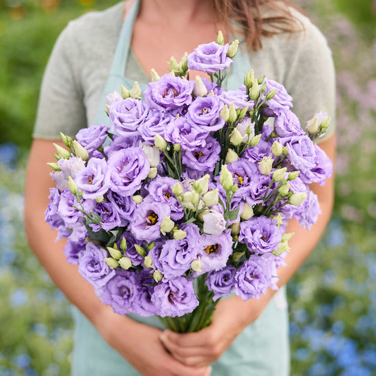 Lisianthus Seeds - Corelli Lavender | Flower Seeds in Packets & Bulk ...