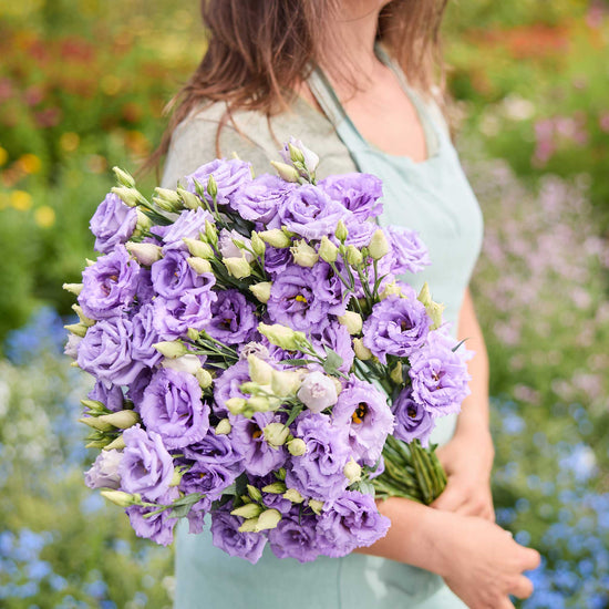 Lisianthus Seeds - Corelli Lavender | Flower Seeds in Packets & Bulk ...
