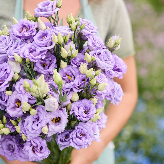 Lisianthus Seeds - Corelli Lavender | Flower Seeds in Packets & Bulk ...