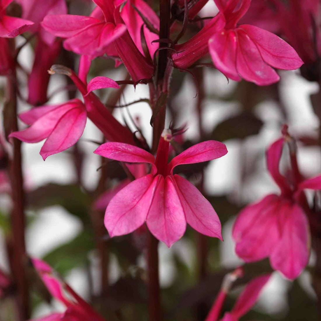 Lobelia Seeds - Starship Rose | Flower Seeds in Packets & Bulk | Eden ...