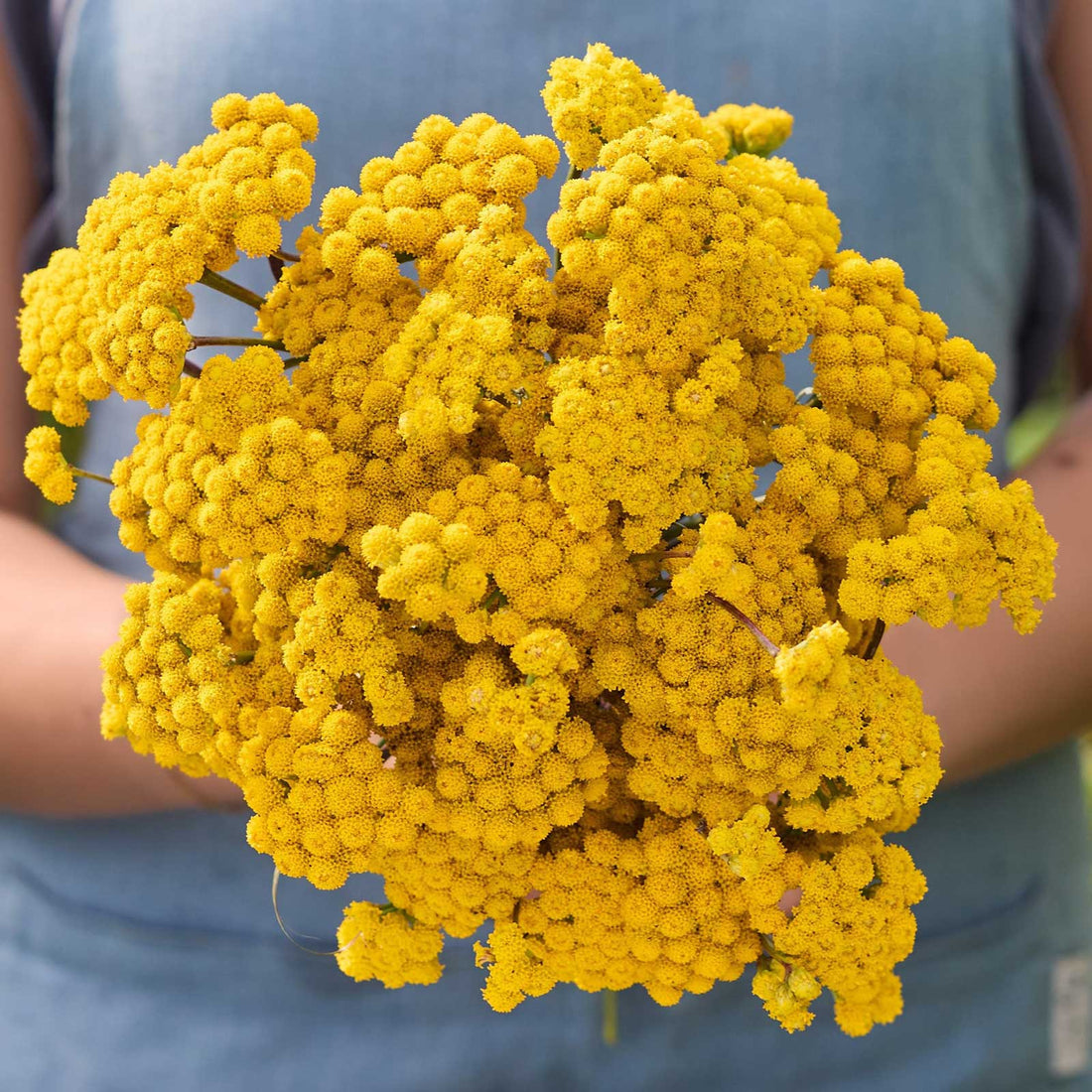 Lonas Seeds - Yellow Ageratum | Flower Seeds in Packets & Bulk | Eden ...