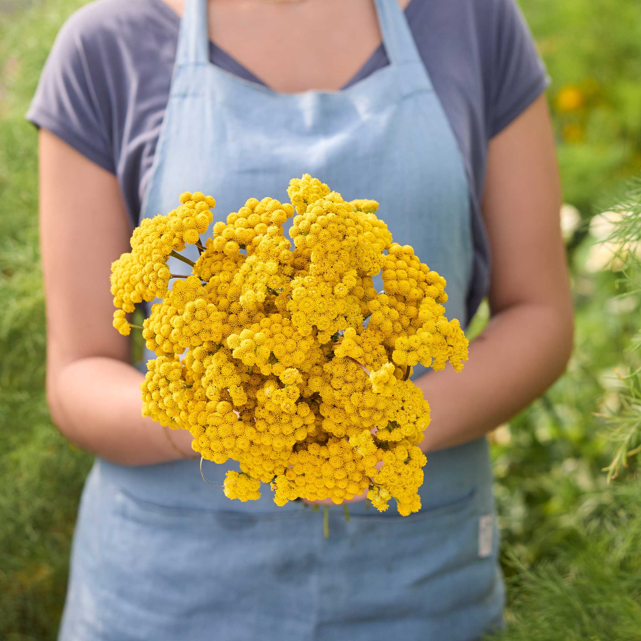 Lonas Seeds - Yellow Ageratum | Flower Seeds in Packets & Bulk | Eden ...