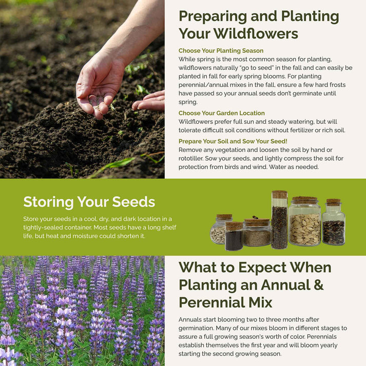 Loopy - Lupine Flower Seed Mix – Eden Brothers