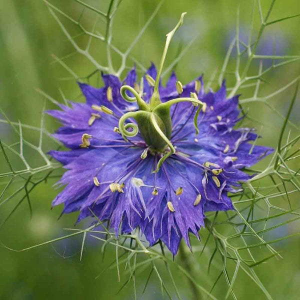 Love in a Mist Seeds - Persian Jewels Indigo Blue | Flower Seeds in ...