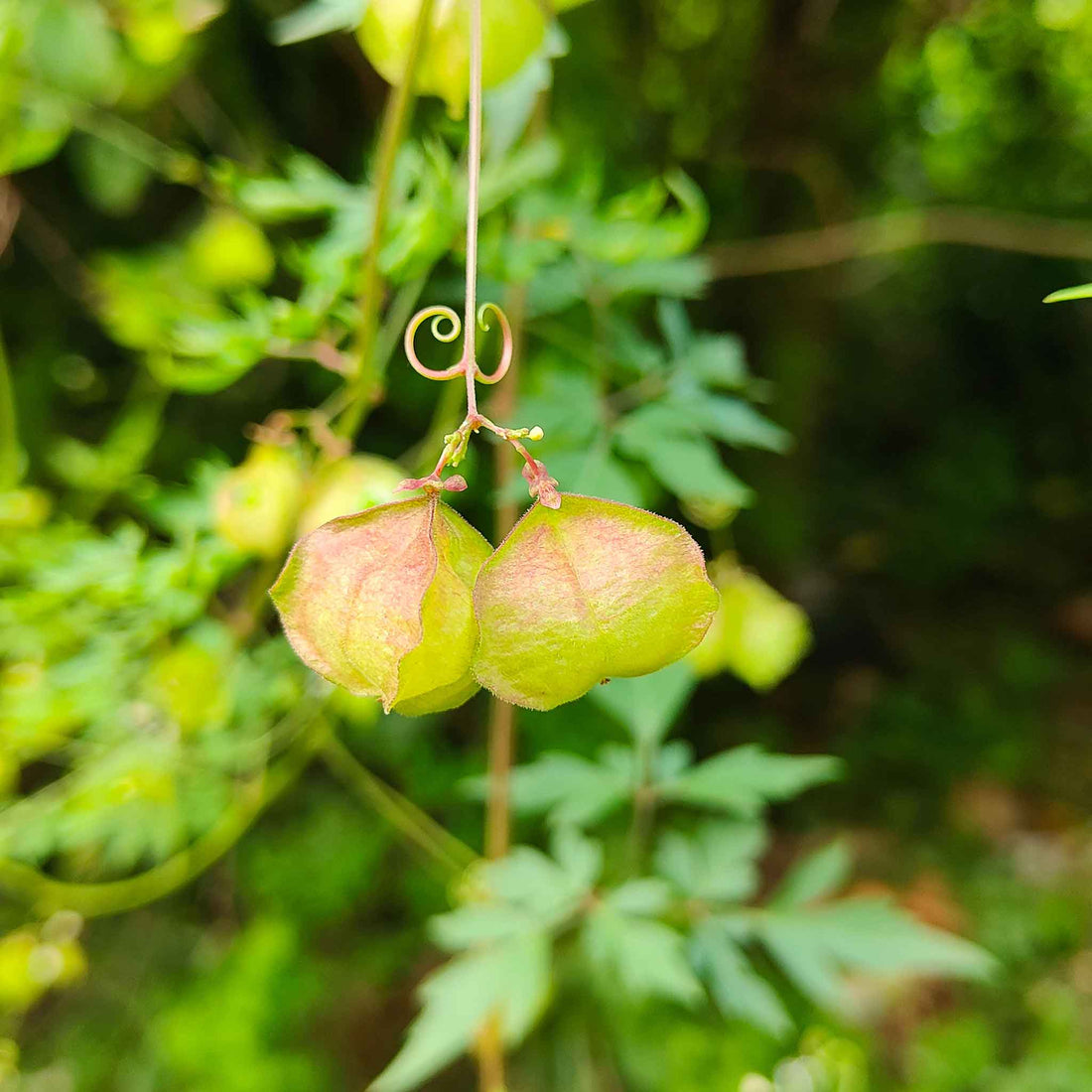 Love in a Puff Seeds | Flower Seeds in Packets & Bulk | Eden Brothers