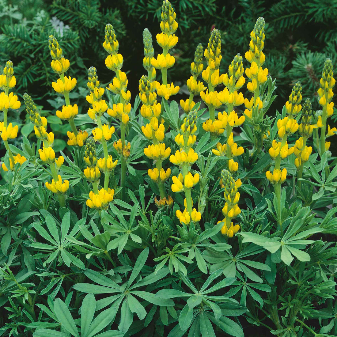 Annual Lupine Seeds - Golden Yellow | Flower Seeds in Packets & Bulk ...