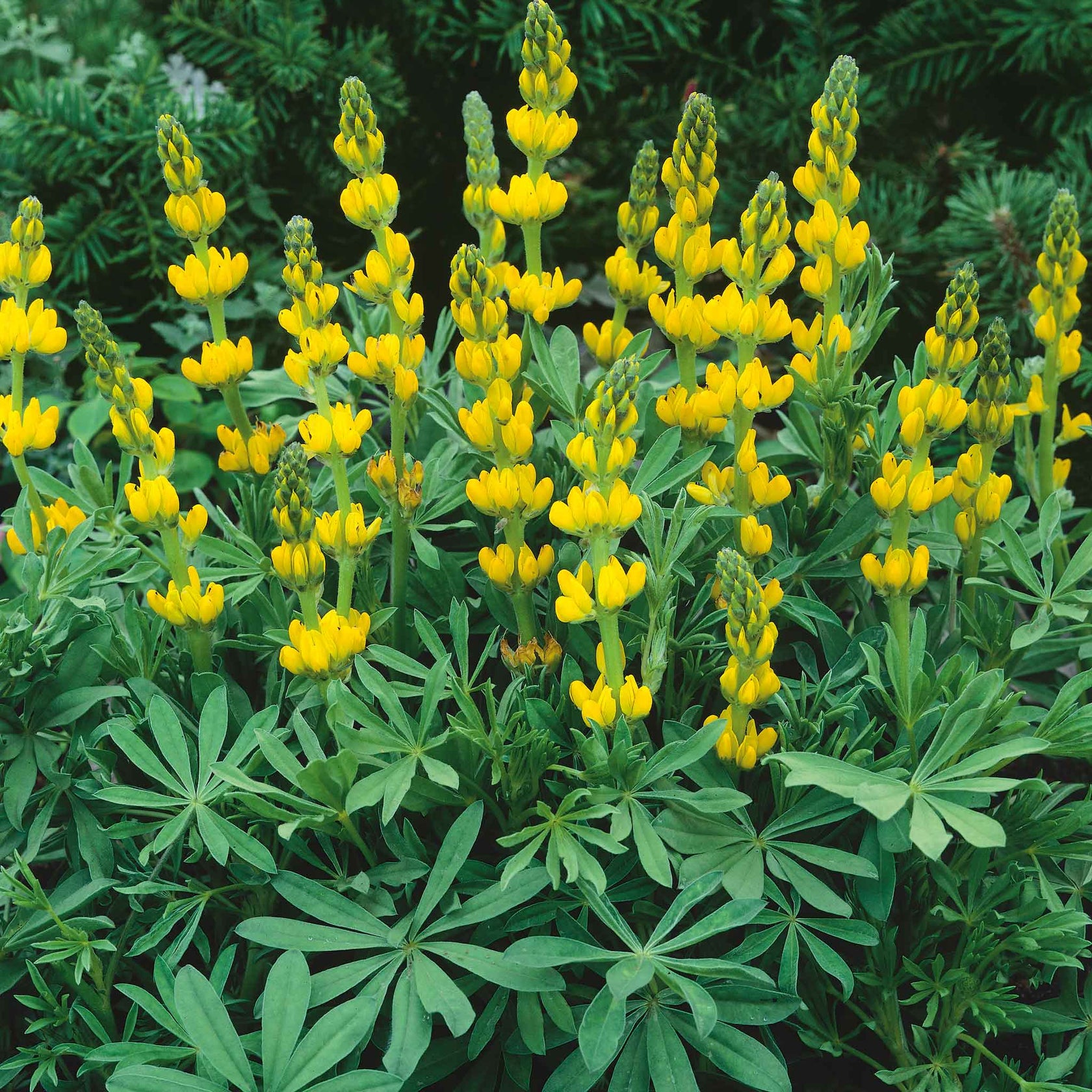 Annual Lupine Seeds - Golden Yellow | Flower Seeds in Packets & Bulk ...