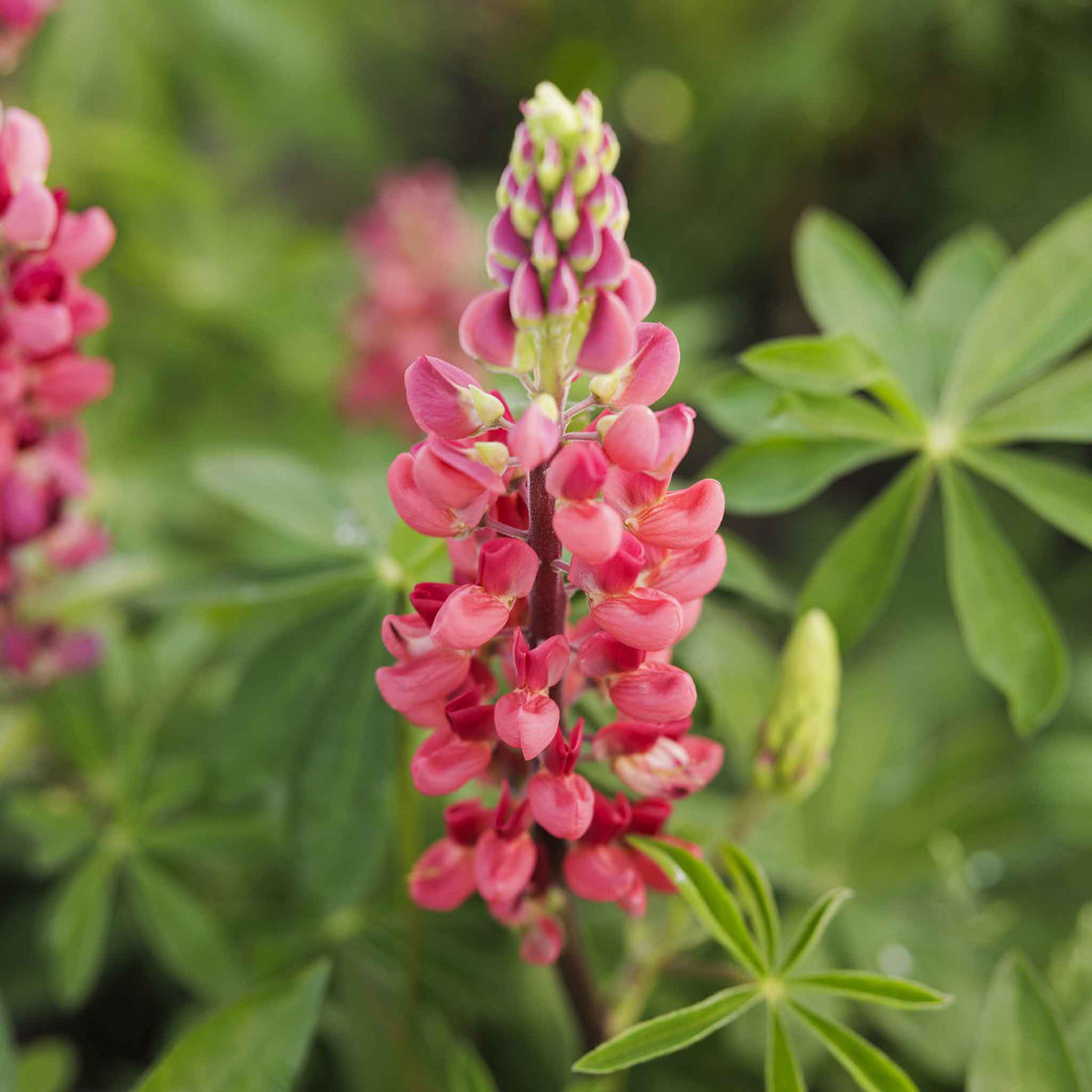 Russell Lupine Seeds - My Castle | Flower Seeds in Packets & Bulk ...