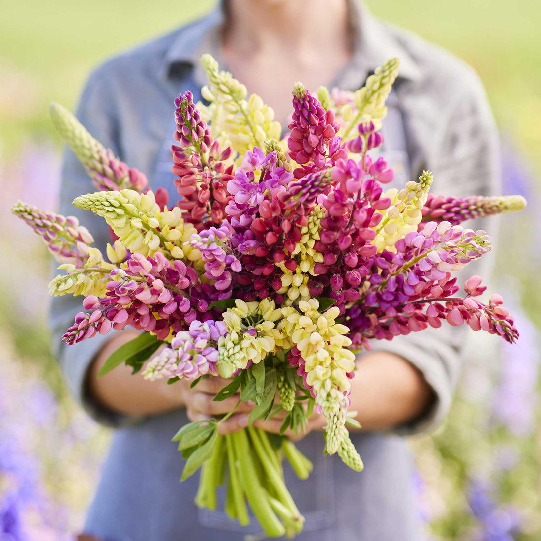 Russell Lupine Seeds - Pastel Mix | Flower Seeds in Packets & Bulk ...