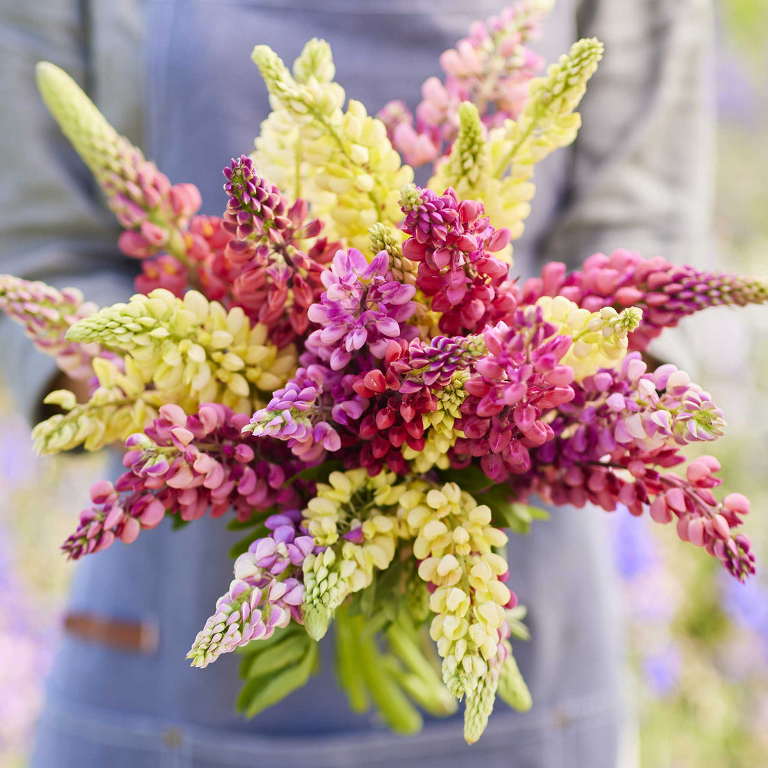 Russell Lupine Seeds - Pastel Mix | Flower Seeds in Packets & Bulk ...