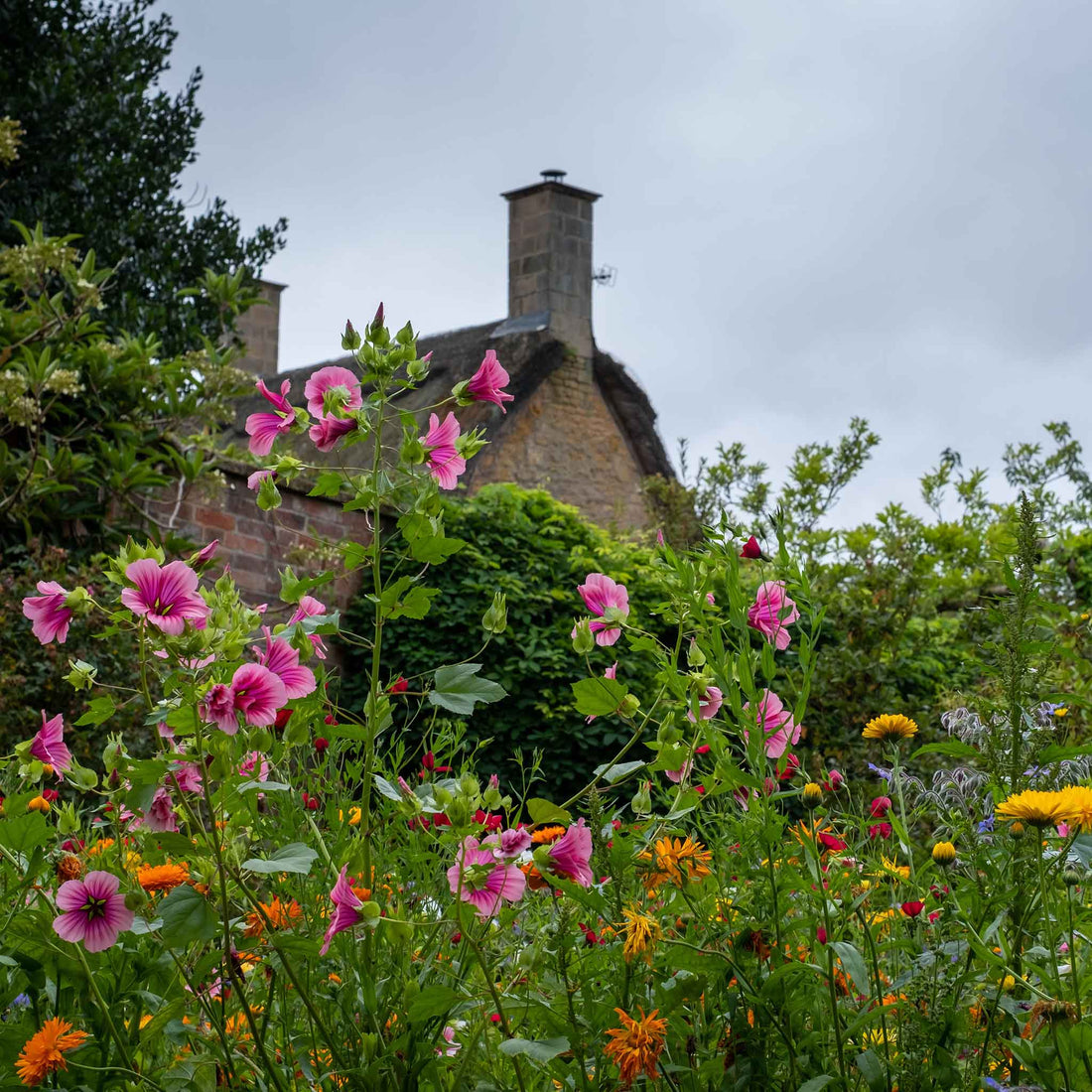 Malop Seeds - Vulcan | Flower Seeds Eden Brothers