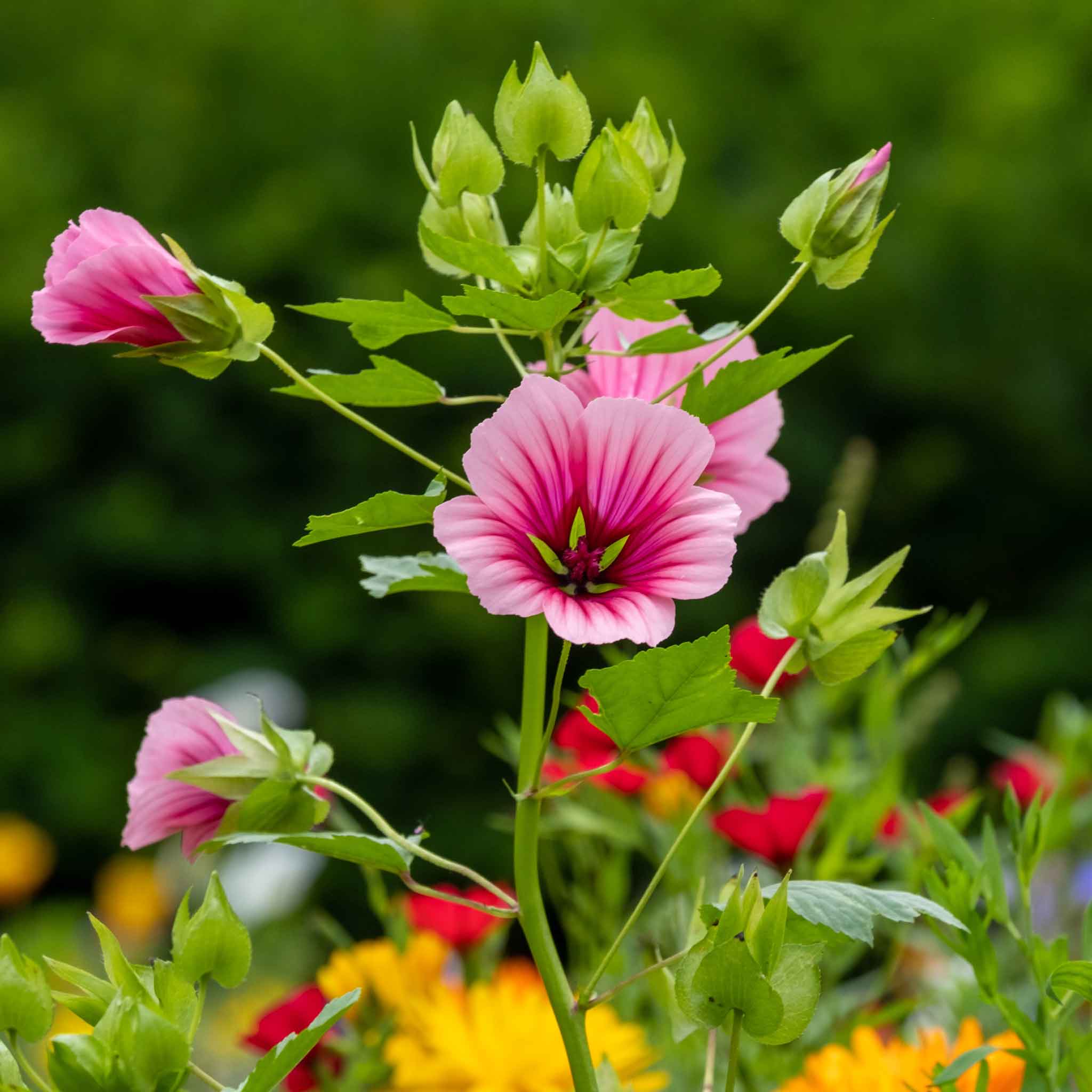 Malop Seeds - Vulcan | Flower Seeds Eden Brothers