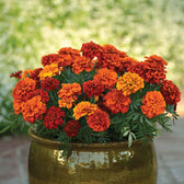 French Marigold Seeds - Fireball | Flower Seeds in Packets & Bulk ...