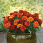 French Marigold Seeds - Fireball | Flower Seeds in Packets & Bulk ...