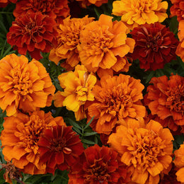 French Marigold Seeds - Fireball | Flower Seeds in Packets & Bulk ...