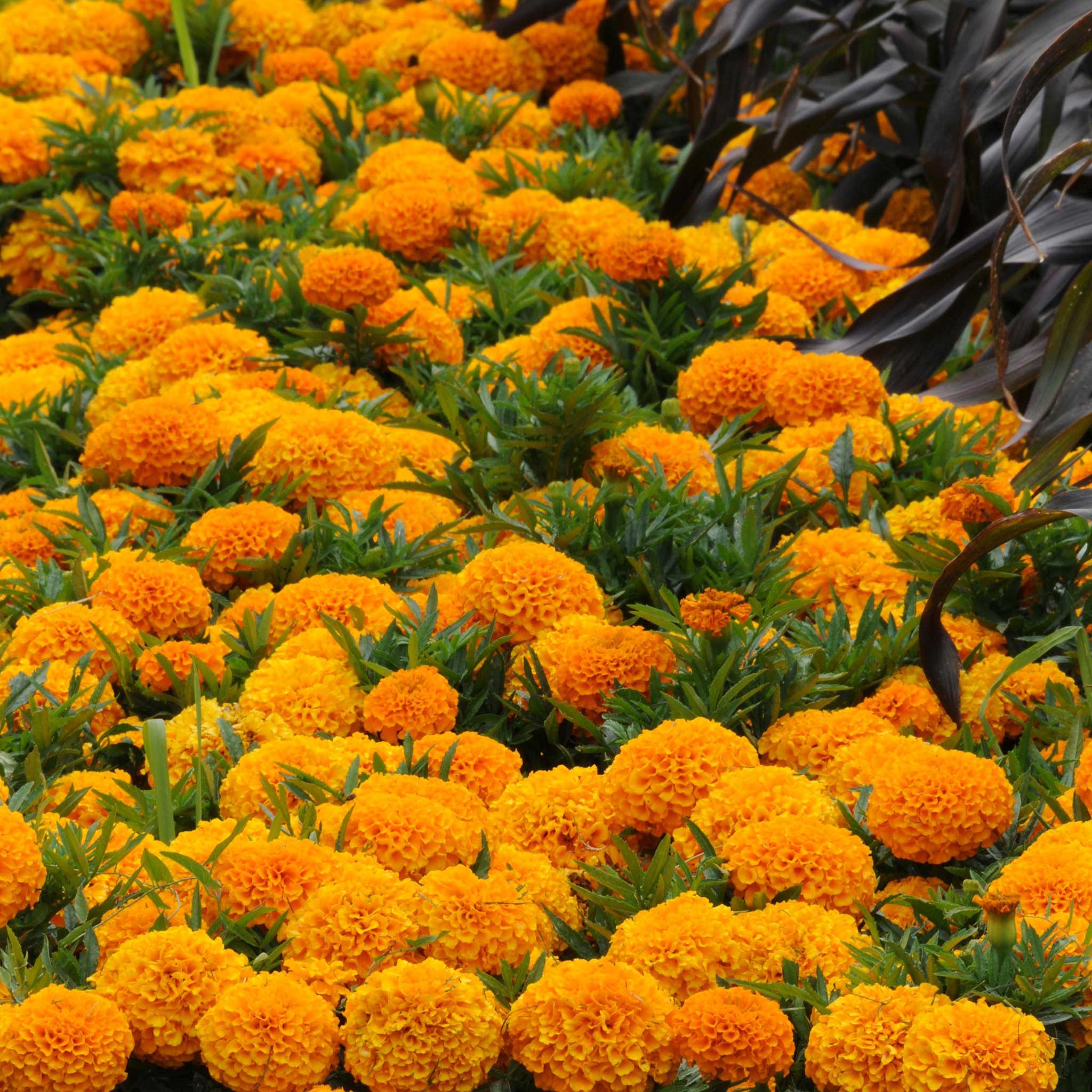 African Marigold Seeds - Taishan Orange | Flower Seeds in Packets ...