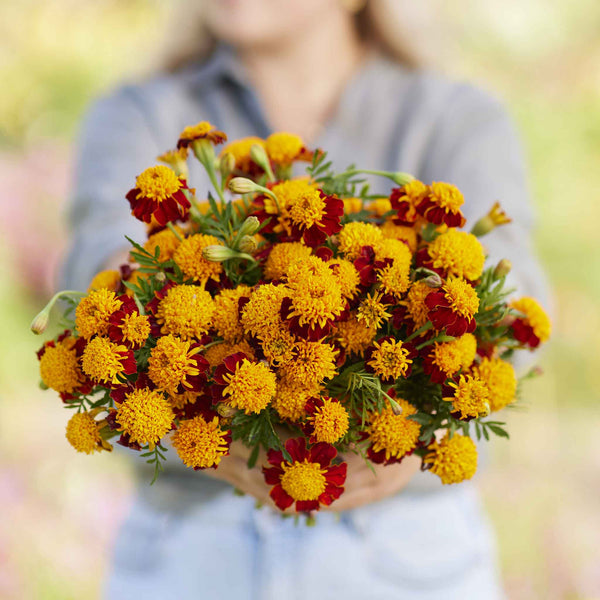 Marigold tiger eyes store