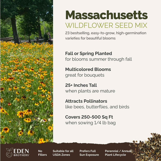 Massachusetts Wildflower Seed Mix | Wildflower Seeds | Eden Brothers